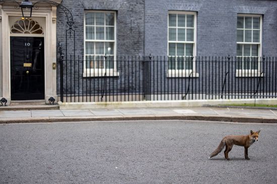Fox Downing Street London Britain 17 Editorial Stock Photo - Stock ...