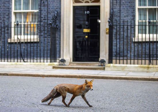 Fox Passes Door Number 10 Politicians Editorial Stock Photo - Stock ...