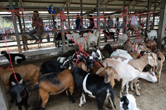 Goat Trader Displays Their Goats Sale Editorial Stock Photo - Stock ...