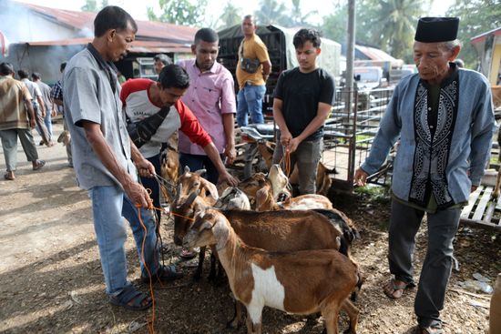 Goat Trader Displays Their Goats Sale Editorial Stock Photo - Stock ...