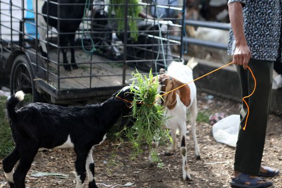 Goat Trader Displays Their Goats Sale Editorial Stock Photo - Stock ...