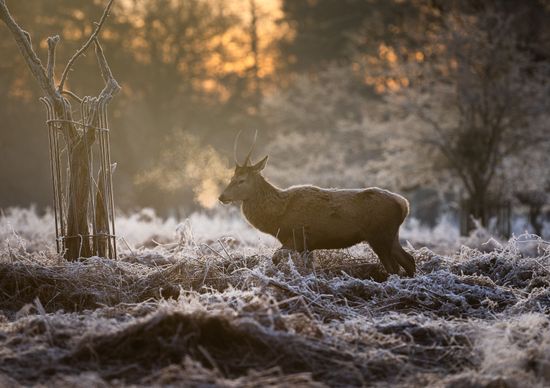 Red Deer Stag Sits Frozen Bushy Editorial Stock Photo - Stock Image ...