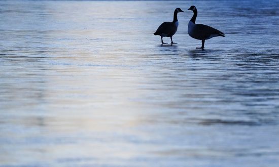 Egyptian Geese Waddle On Frozen Lake Editorial Stock Photo - Stock ...