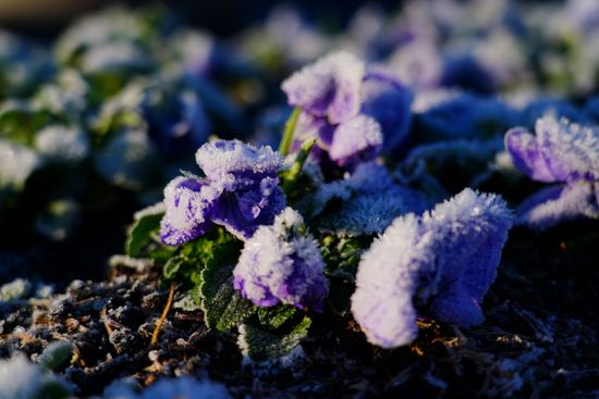Frosty Spring Flowers Thames Ditton Editorial Stock Photo - Stock Image ...