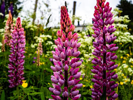 View Norwegian Plants That Can Be Editorial Stock Photo - Stock Image ...