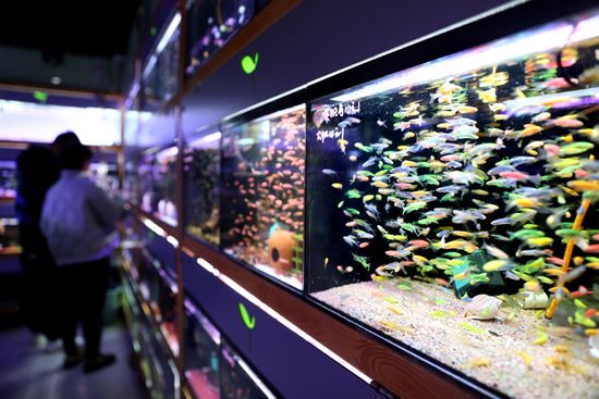 People Buy Ornamental Fish Market Ahead Editorial Stock Photo - Stock ...
