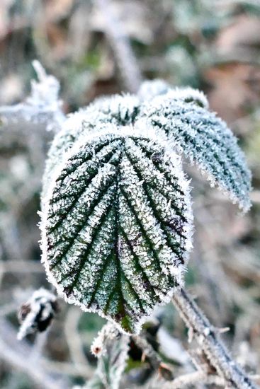Frost Covered Bramble Leaves After Bitterly Editorial Stock Photo ...