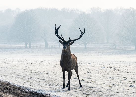 Stag Grazes On Frozen Grass Richmond Editorial Stock Photo - Stock ...