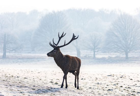 Stag Grazes On Frozen Grass Richmond Editorial Stock Photo - Stock ...