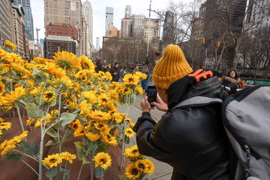 New Installation Featuring 333 Sunflowers Installed Editorial Stock ...