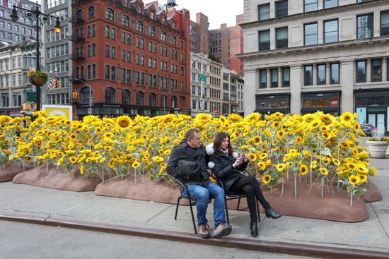 New Installation Featuring 333 Sunflowers Installed Editorial Stock ...