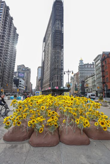 New Installation Featuring 333 Sunflowers Installed Editorial Stock ...