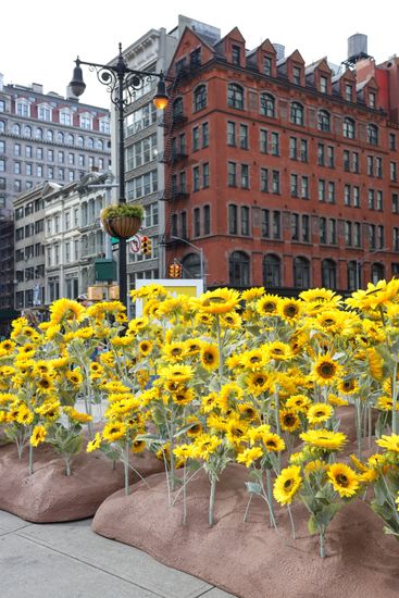 New Installation Featuring 333 Sunflowers Installed Editorial Stock ...