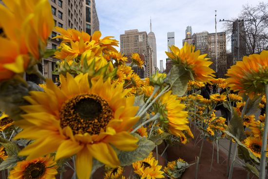 New Installation Featuring 333 Sunflowers Installed Editorial Stock ...