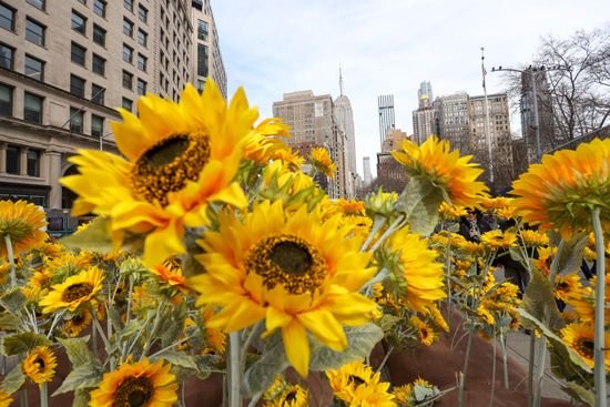 New Installation Featuring 333 Sunflowers Installed Editorial Stock ...