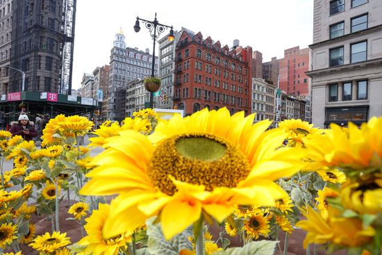 New Installation Featuring 333 Sunflowers Installed Editorial Stock ...