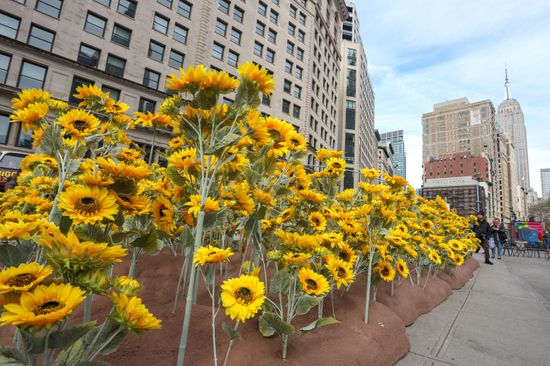 New Installation Featuring 333 Sunflowers Installed Editorial Stock ...