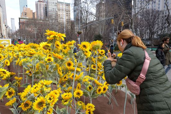 New Installation Featuring 333 Sunflowers Installed Editorial Stock ...