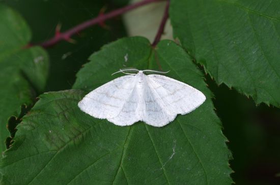 Common White Wave Moth Cabera Pusaria Editorial Stock Photo - Stock ...