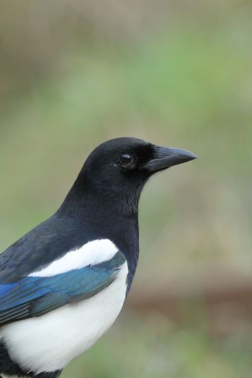 European Magpie Pica Pica Animal Portrait Editorial Stock Photo - Stock ...