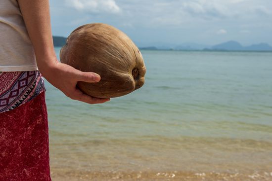 Young Man Holding Coconut On Beach Editorial Stock Photo - Stock Image ...