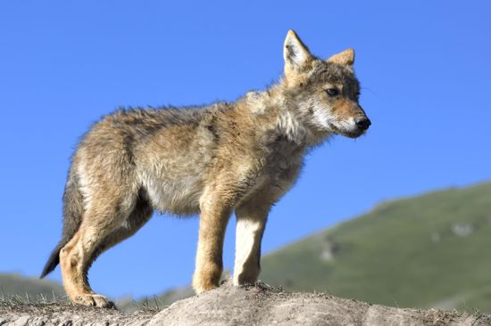 Young Wolf Kol Suu Lake Naryn Editorial Stock Photo - Stock Image ...