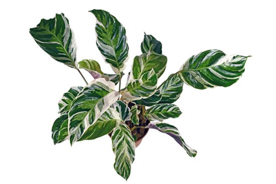 Top View Exotic Calathea White Fusion Editorial Stock Photo - Stock ...