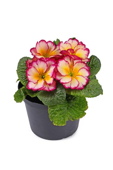 Potted Primula Acaulis Scentsation Primrose Flowers Editorial Stock ...