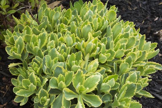 Stonecrop Sedum Telephium Autumn Charm Mulch Editorial Stock Photo ...