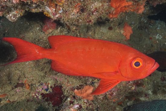 Common Bigeye Priacanthus Hamrur Red Colouration Editorial Stock Photo ...