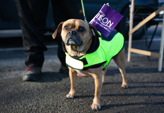 Dog Wearing Unison Union Flag On Editorial Stock Photo - Stock Image ...