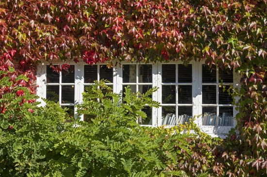 Window House Overgrown Vine Leaves Seven Editorial Stock Photo - Stock ...
