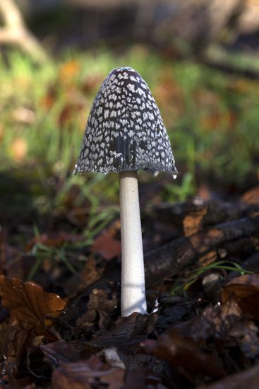 Coprinopsis Picacea Coprinus Picaceus Inedible Ruesselsheim Editorial ...