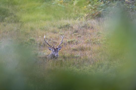 Red Deer Cervus Elaphus Lying Grass Editorial Stock Photo - Stock Image ...