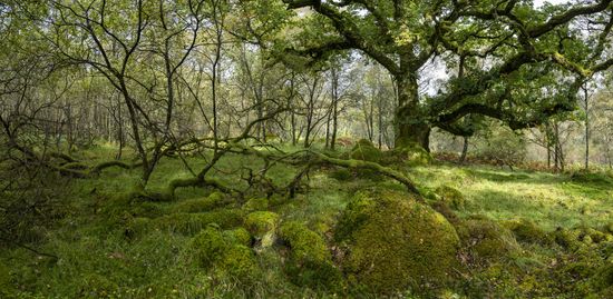 Oakwood Ariundle Oakwood National Nature Reserve Editorial Stock Photo ...