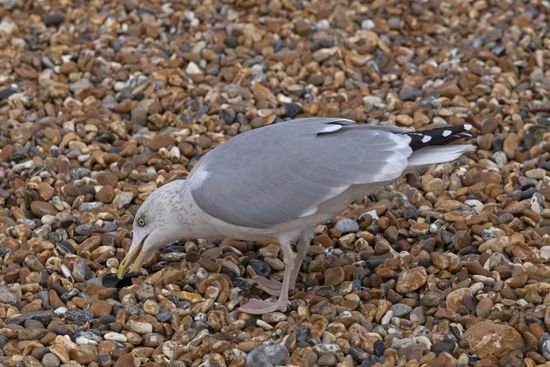 Seagull Laridae Picking Mussel On Shingle Editorial Stock Photo - Stock ...