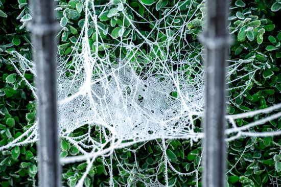 Frozen Cobwebs On Hedge Windsor On Editorial Stock Photo - Stock Image ...