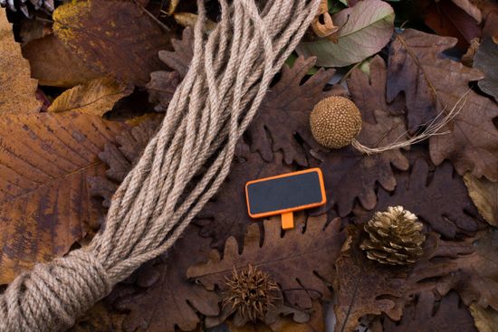 Brown Color Pods Capsules Rope On Editorial Stock Photo - Stock Image ...