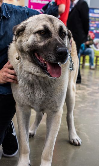 Turkish Breed Shepherd Dog Kangal Livestock Editorial Stock Photo ...