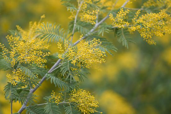 Bright Yellow Mimosa Trees Out Force Editorial Stock Photo - Stock ...