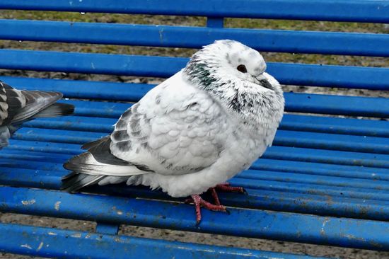 Feral Pigeons Congregate On Benches Hope Editorial Stock Photo - Stock ...