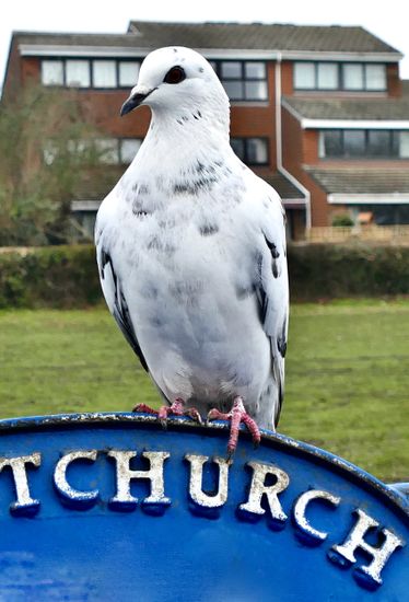 Feral Pigeons Congregate On Benches Hope Editorial Stock Photo - Stock ...