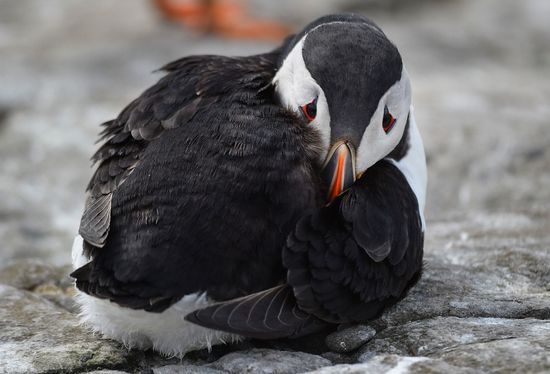 Puffins National Trust Rangers Start This Editorial Stock Photo - Stock ...