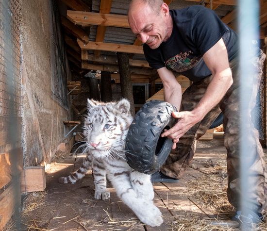 Tiger King Ukraine Alexi Kosenko Who Editorial Stock Photo - Stock ...