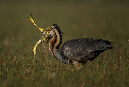 Heron Gobbles Down Frog Large Bird Editorial Stock Photo - Stock Image ...