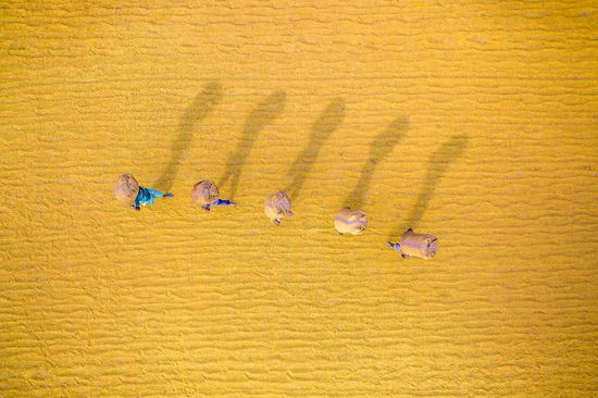 Stunning Scenes Mustard Yellow Captured Sky Editorial Stock Photo ...