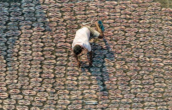 Thousands Fish Painstakingly Sorted Washed Before Editorial Stock Photo ...