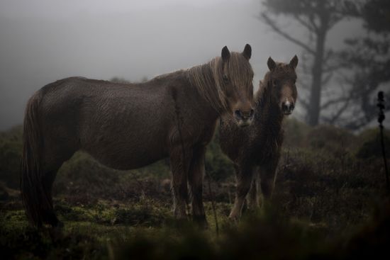 Two Wild Horses Known Bestas Galician Editorial Stock Photo - Stock ...