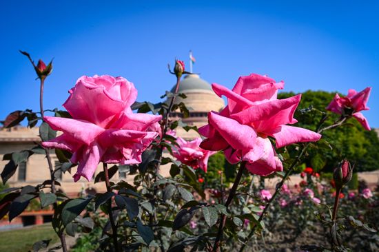 Rose Flowers Full Bloom During Media Editorial Stock Photo - Stock ...