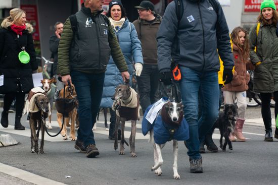 Hundreds People Participating March Their Greyhounds Editorial Stock ...